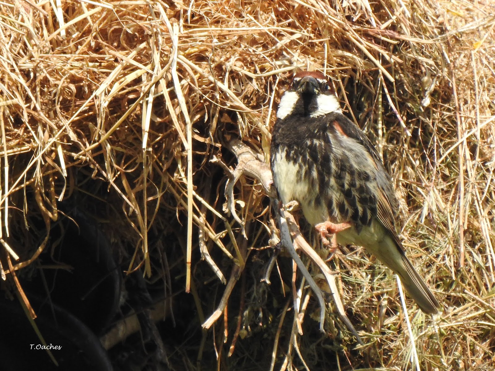 PASARI DIN ROMANIA: VRABIE NEGRICIOASA, Passer hispaniolensis
