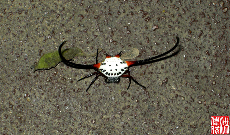 Pahang - Gasteracantha sp