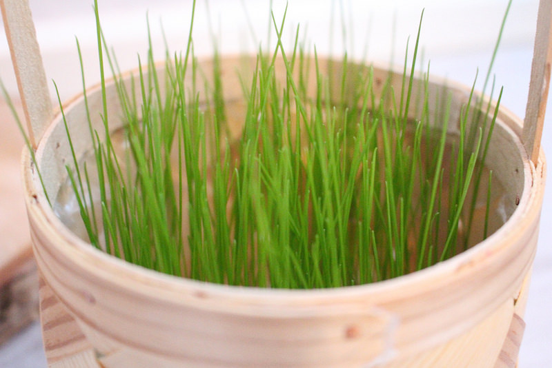 Koukuissa: Rairuoho, rajgräs, ryegrass