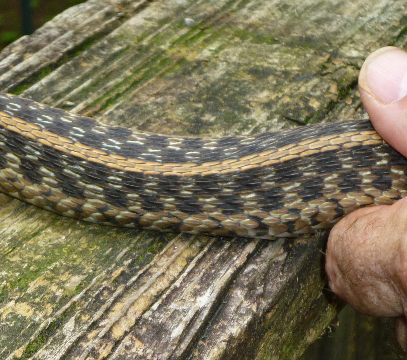 From Bluebirds to Turtles: An Eastern Garter Snake