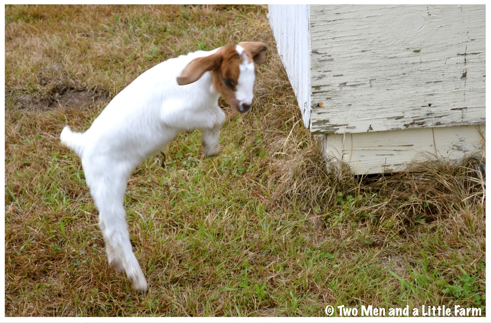 Two Men and a Little Farm: BABY GOAT LOVE