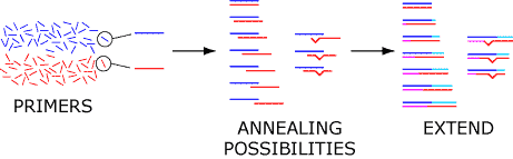 VDU's blog: PCR primers...a primer!