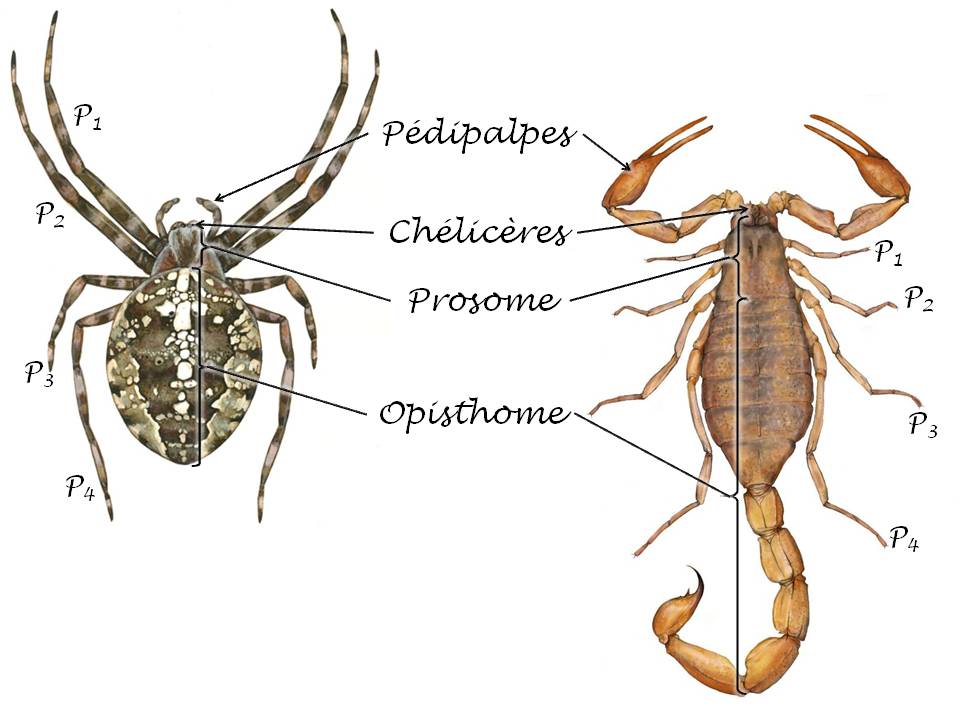 Le Blog de M.Colin: 5 Arachnides dont il faudrait vraiment se méfier