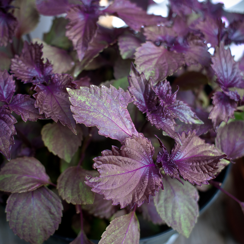 Garden Fairy's Cafe: Quinoa tabouli (with Japanese red perilla and ...