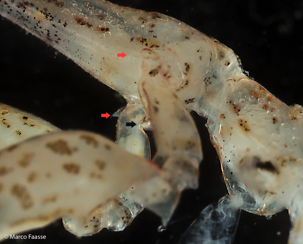 Mick's marine biology: Caprella equilibra en Caprella scaura: twee ...