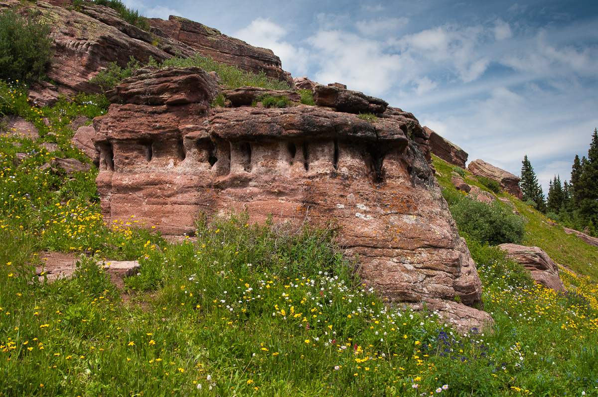 A Tree Falling: Shrine Mountain Trail