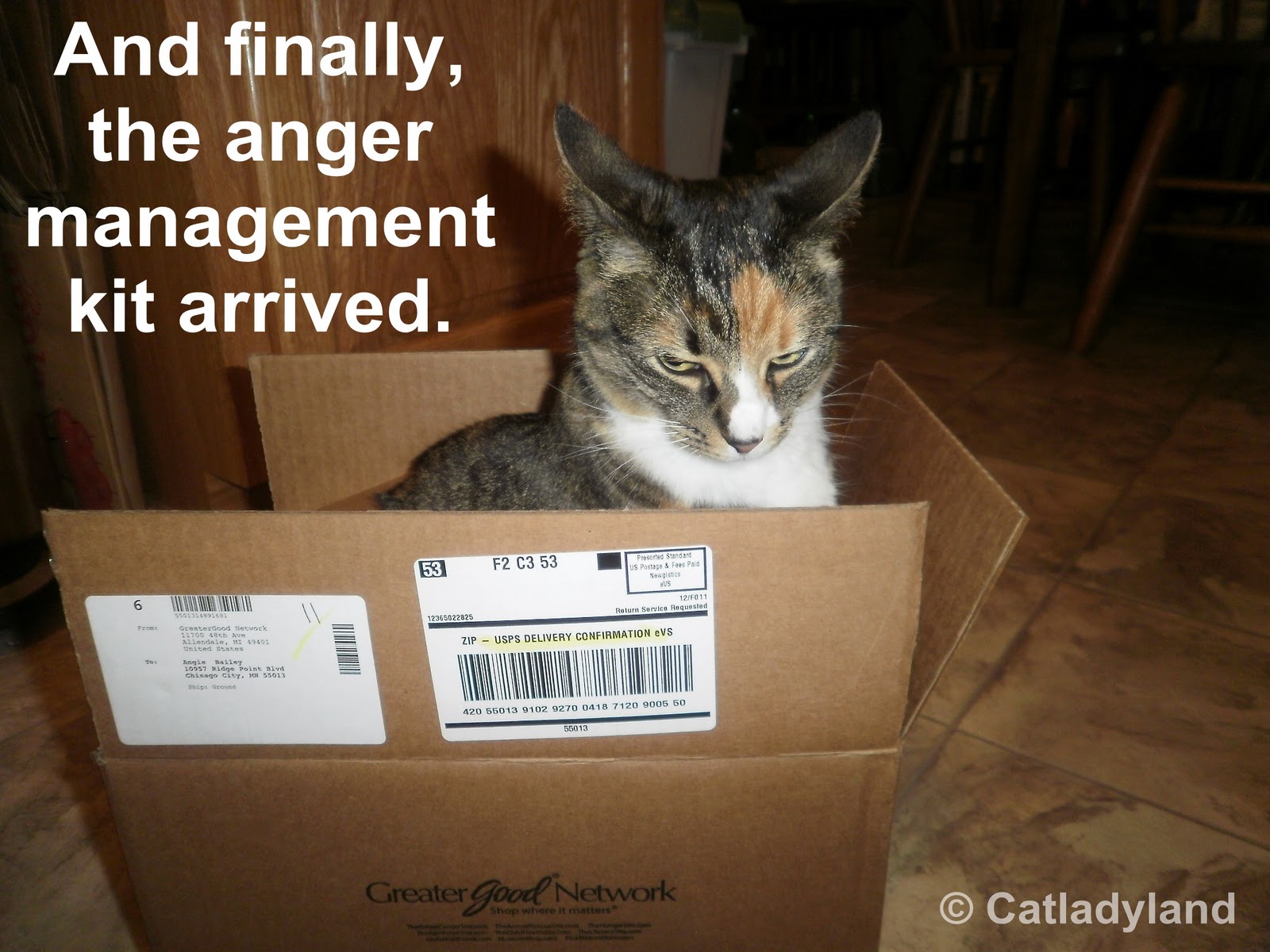 Catladyland: Cats are Funny: Anger Management and a Cattoo Winner!