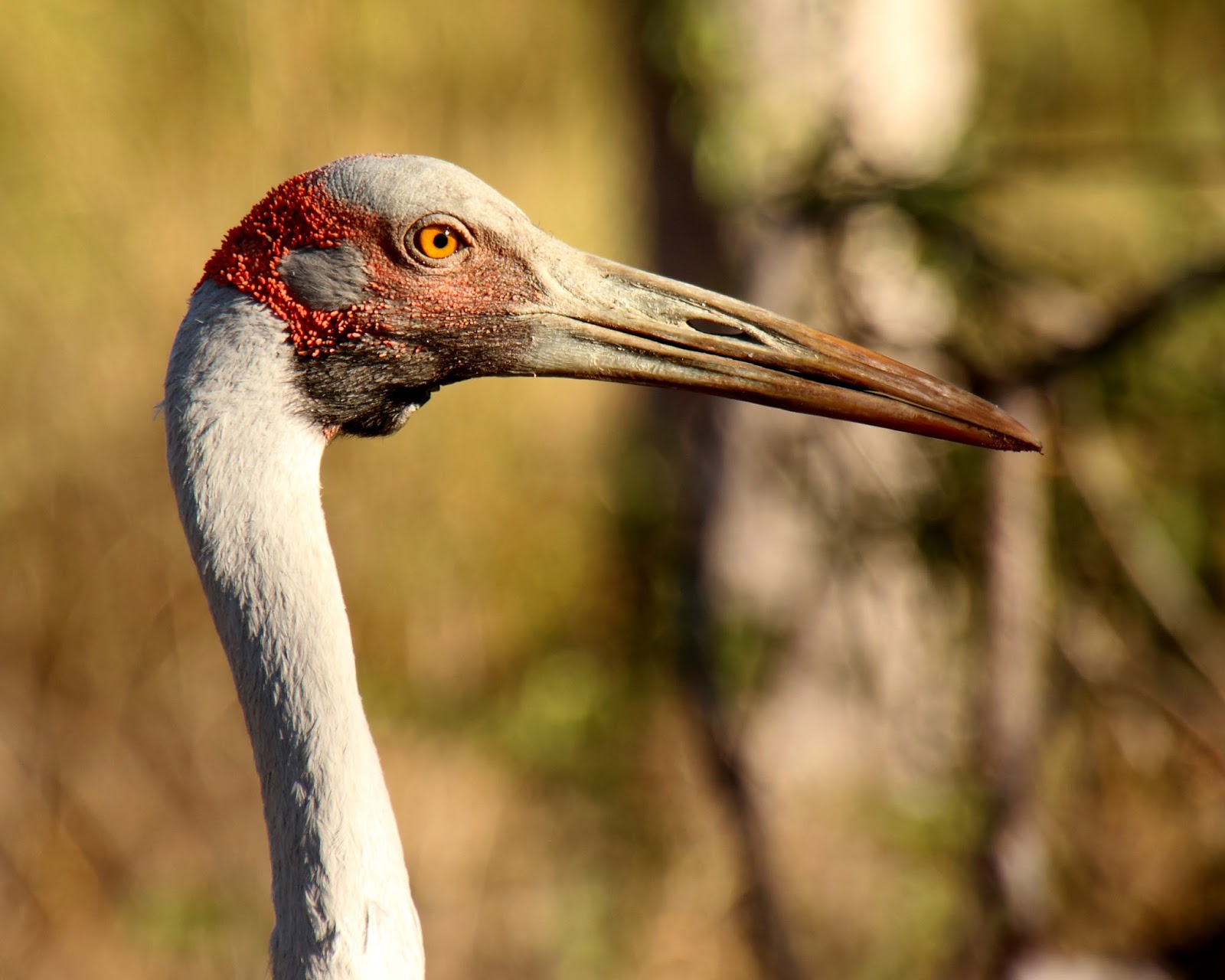 BO629HR: De Brolga