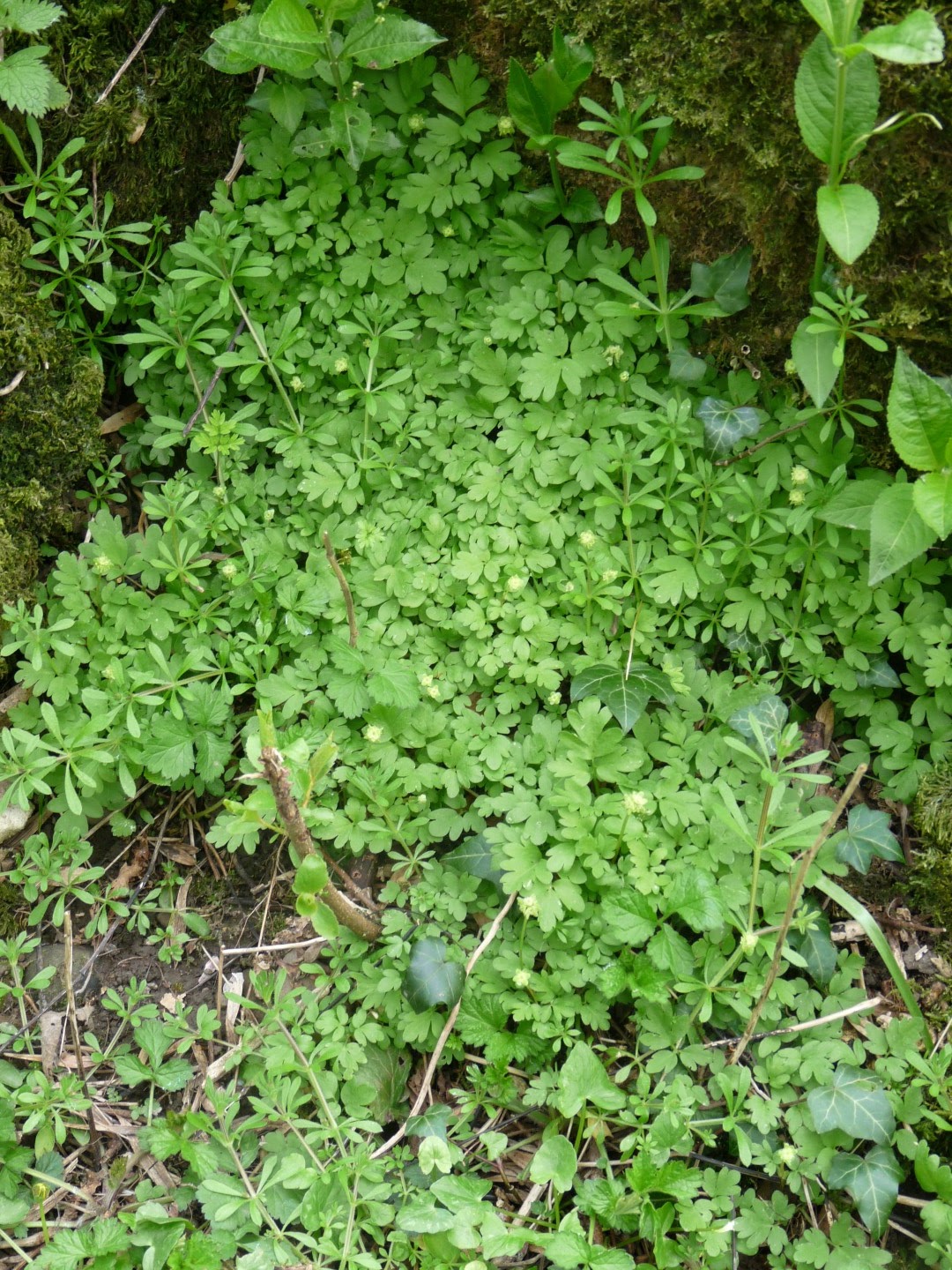 The Flora of Hutton Roof : Adoxa moschatellina (Moschatel)