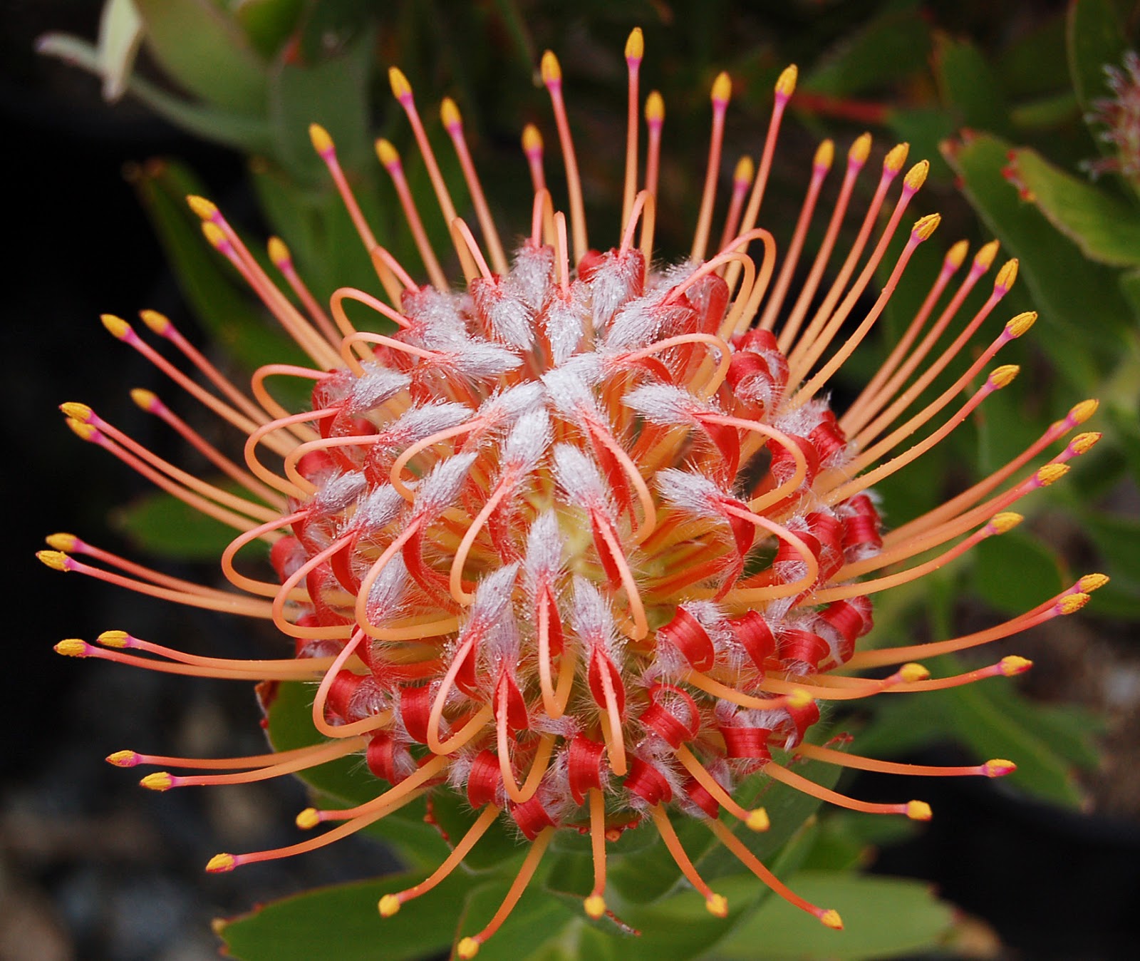 A Passion for Flowers: Leucospermum: The Hawaiian Hybrids