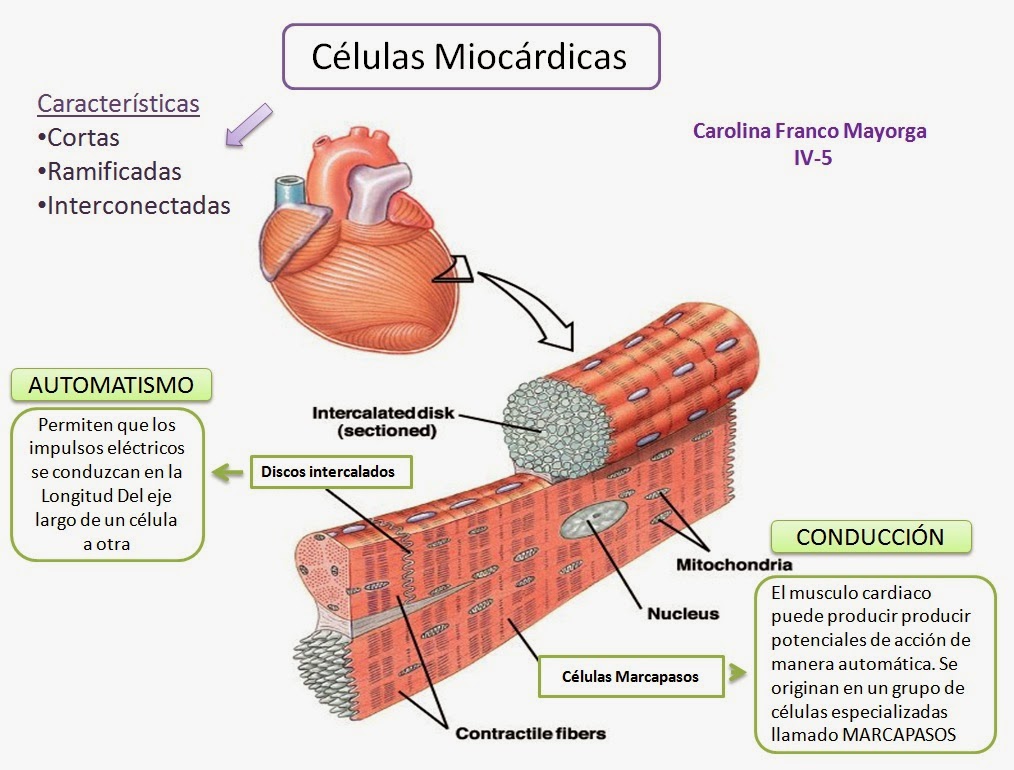 Blog del Internista: Resumenes de Cardiología II - Bases ...