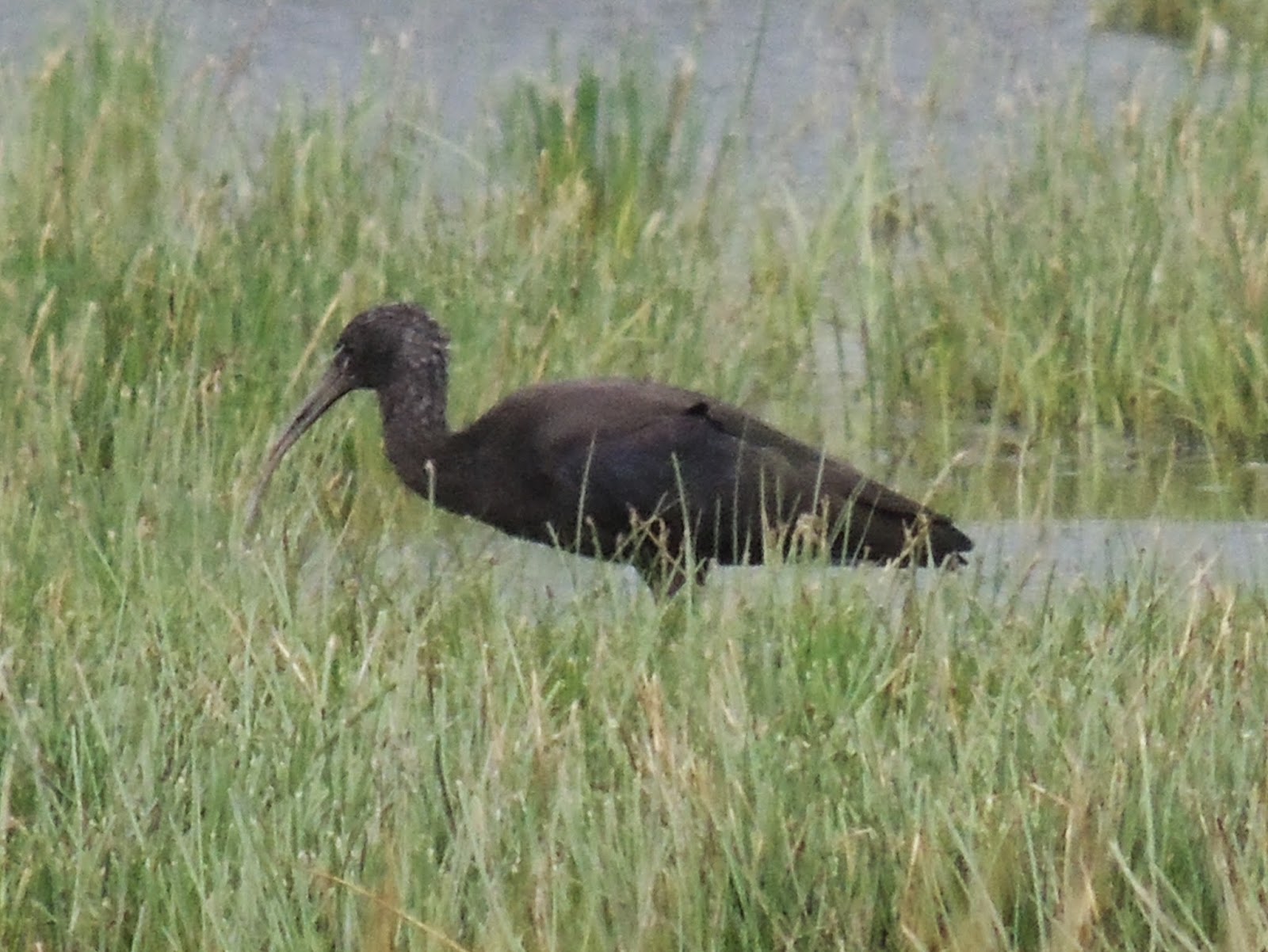 Plovers Blog: Glossy Ibis & Dungeness Spring