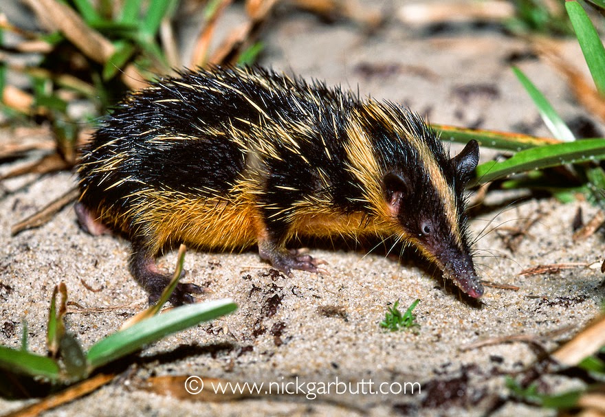 LOWLAND STREAKED TERNEC photos - wallpapers | the fun bank