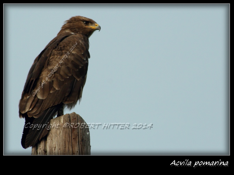 BIRDWATCHING-PASARILE si LUMEA PASARILOR de ROBERT HITTER: Acvila ...