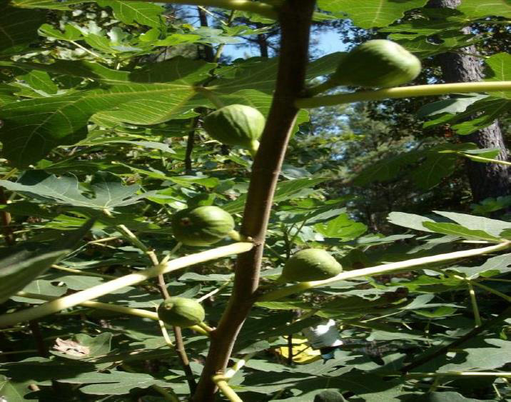 Southside Master Gardener Association: The Saga of my Fig Tree