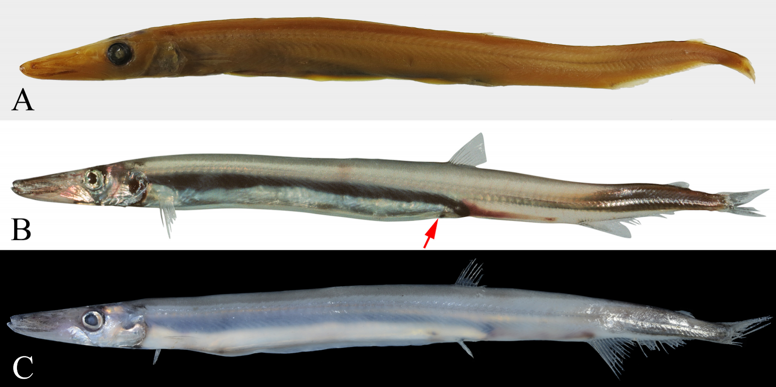 Species New to Science: [Ichthyology • 2020] Lestidium longilucifer, L ...