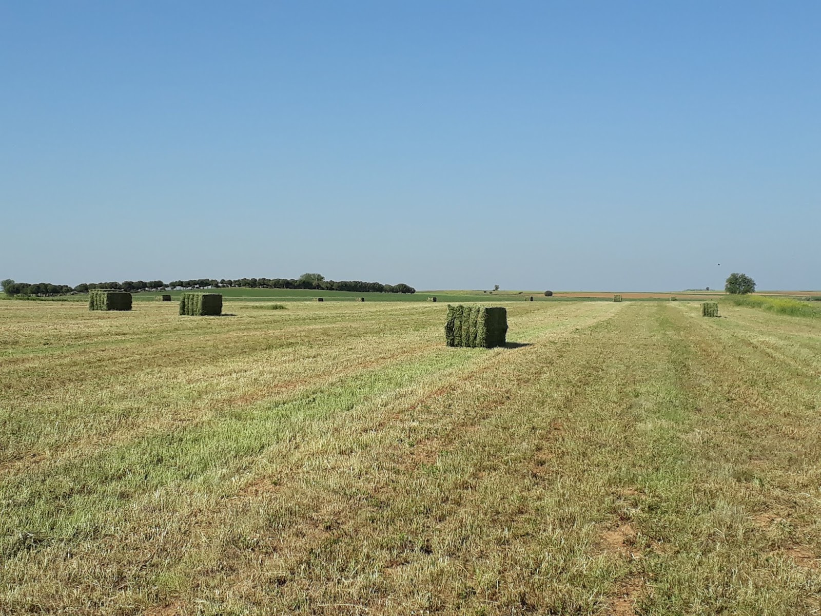 Forrajes ecológicos : ÉPOCA DE RECOGER EL FORRAJE ECOLÓGICO
