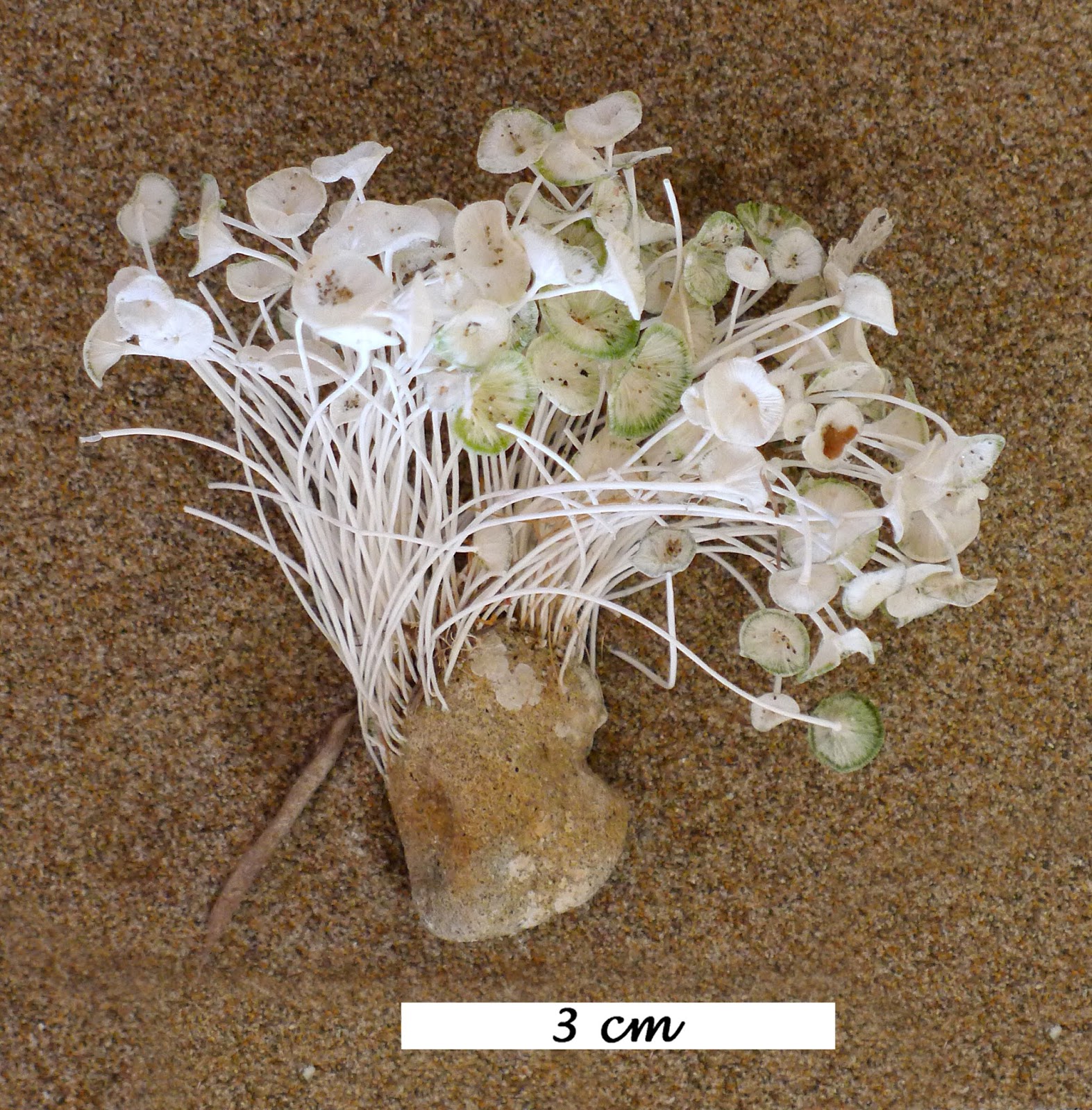 Tesoros a la orilla del mar: Acetabularia