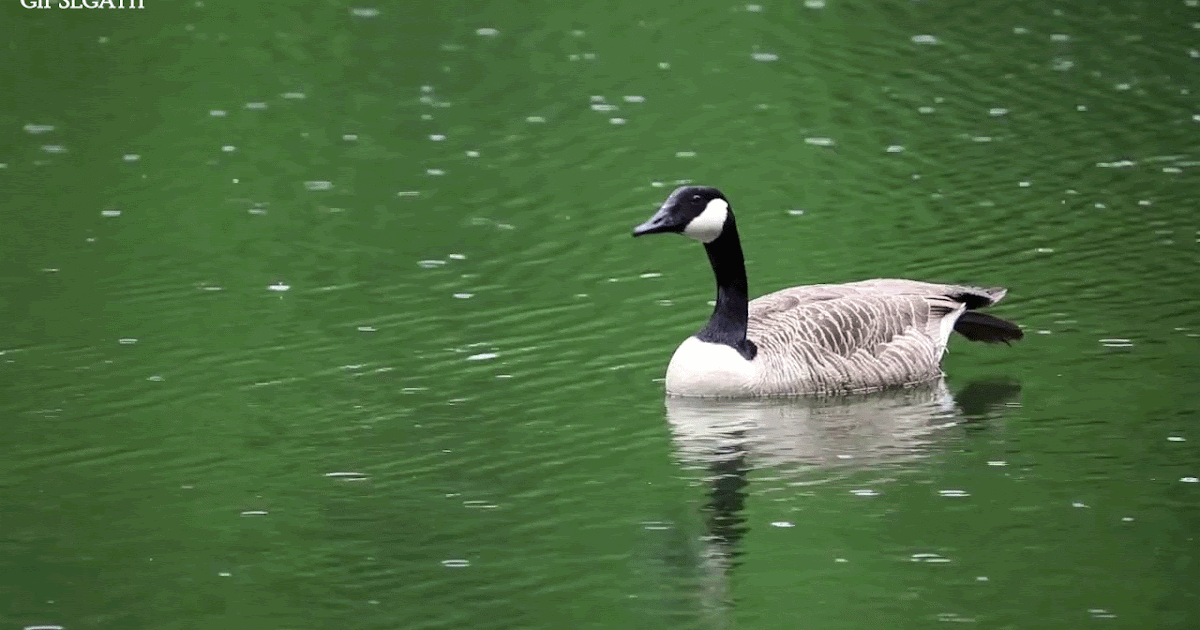 GIF ANIMADO: GANSO-CANADENSE-GIF