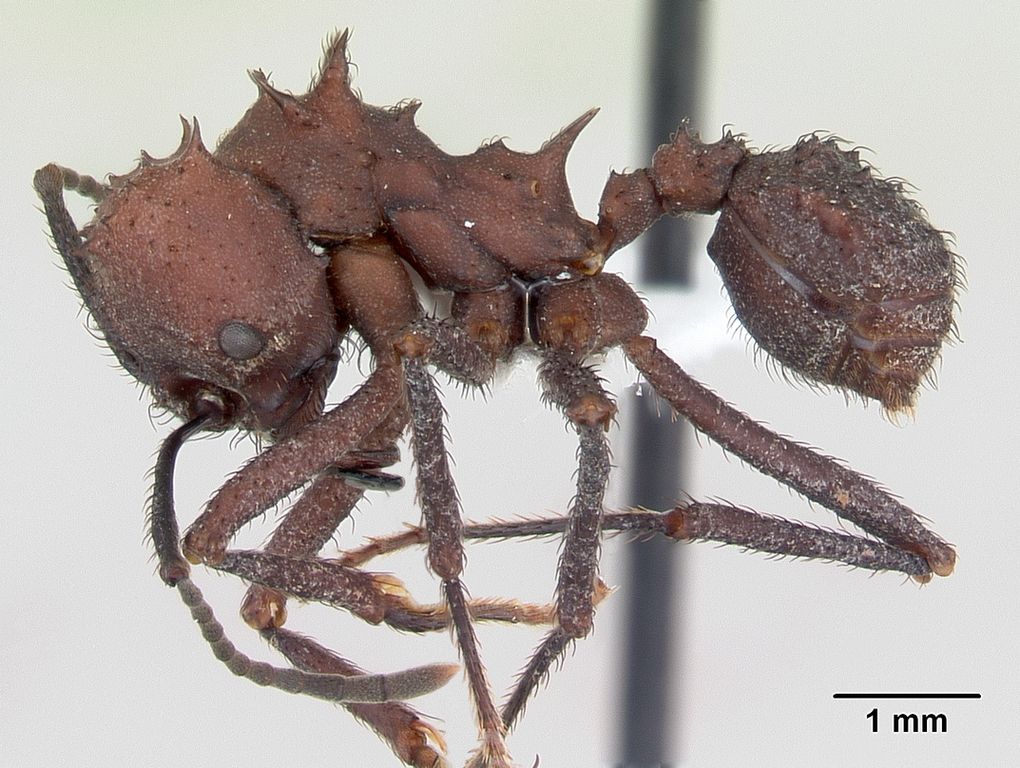 O Império Myrmex: Acromyrmex (pt)