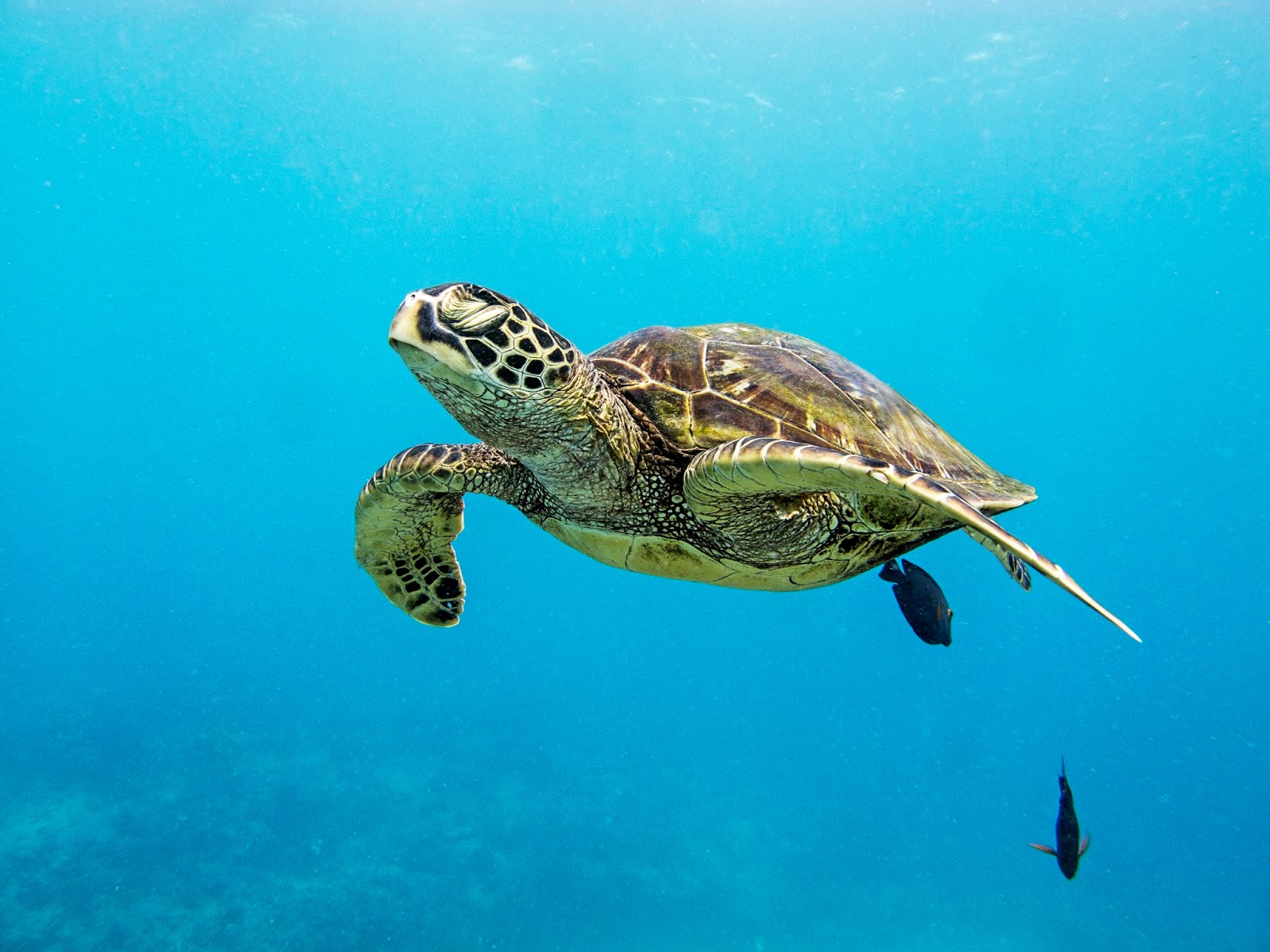 Honu Hawaiian Diving: Hawaiian Green Sea Turtle