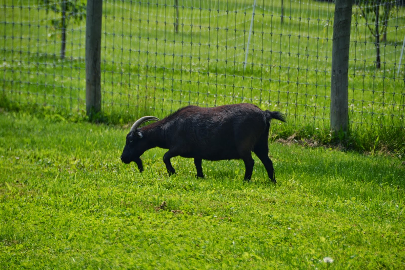 Scenes From A Summer Day In The Goat Yard