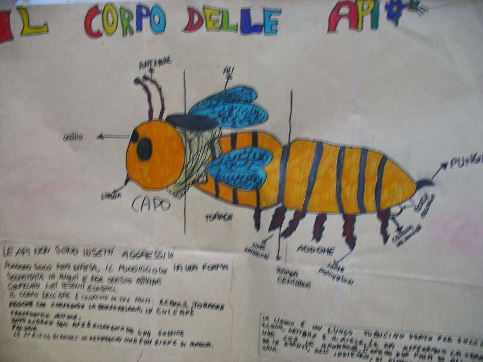 LA RANA E IL TOPINO: LE API: ANATOMIA