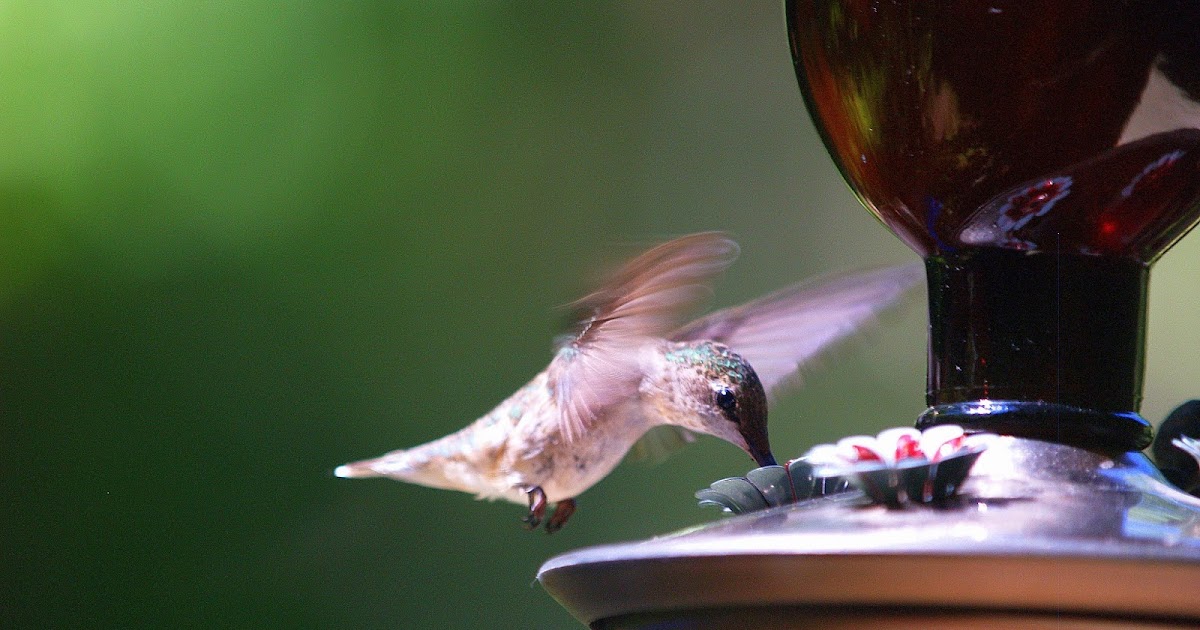 Edifice Rex: Hummingbird Heartbeat