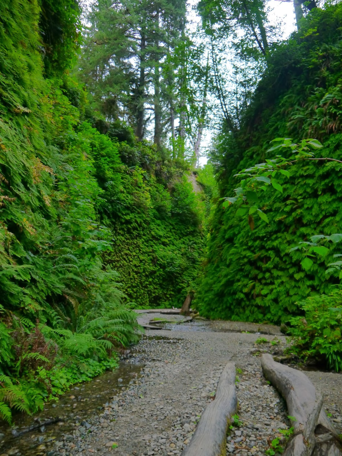 American Travel Journal: Fern Canyon Trail - Redwood National and State ...