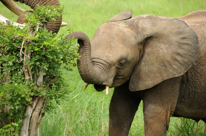 Zanimiva Dejstva o Velikih 5 – Sloni