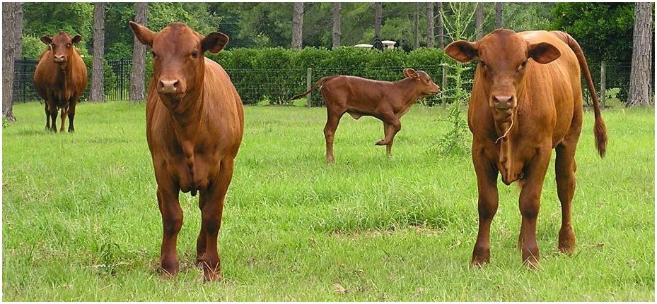 Generalidades de la Ganadería Bovina.: Senepol