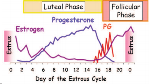 The Oestrus/Estrus Cycle - Vet in Training