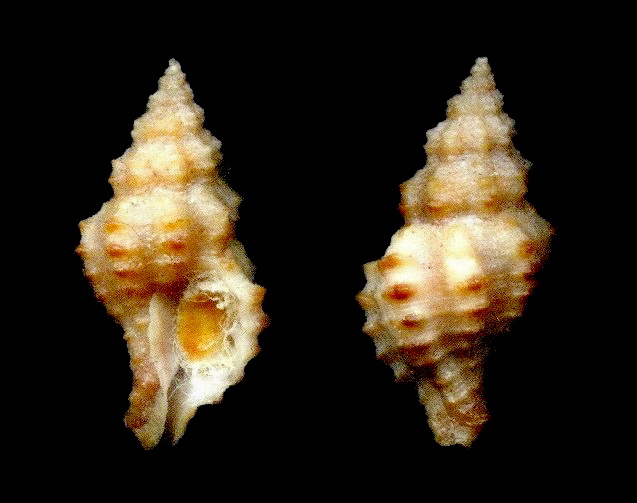 Moluscos marinos de Argentina: 2016