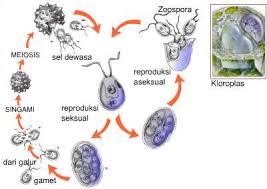 Reproduksi Pada Alga, Bagaimana terjadi