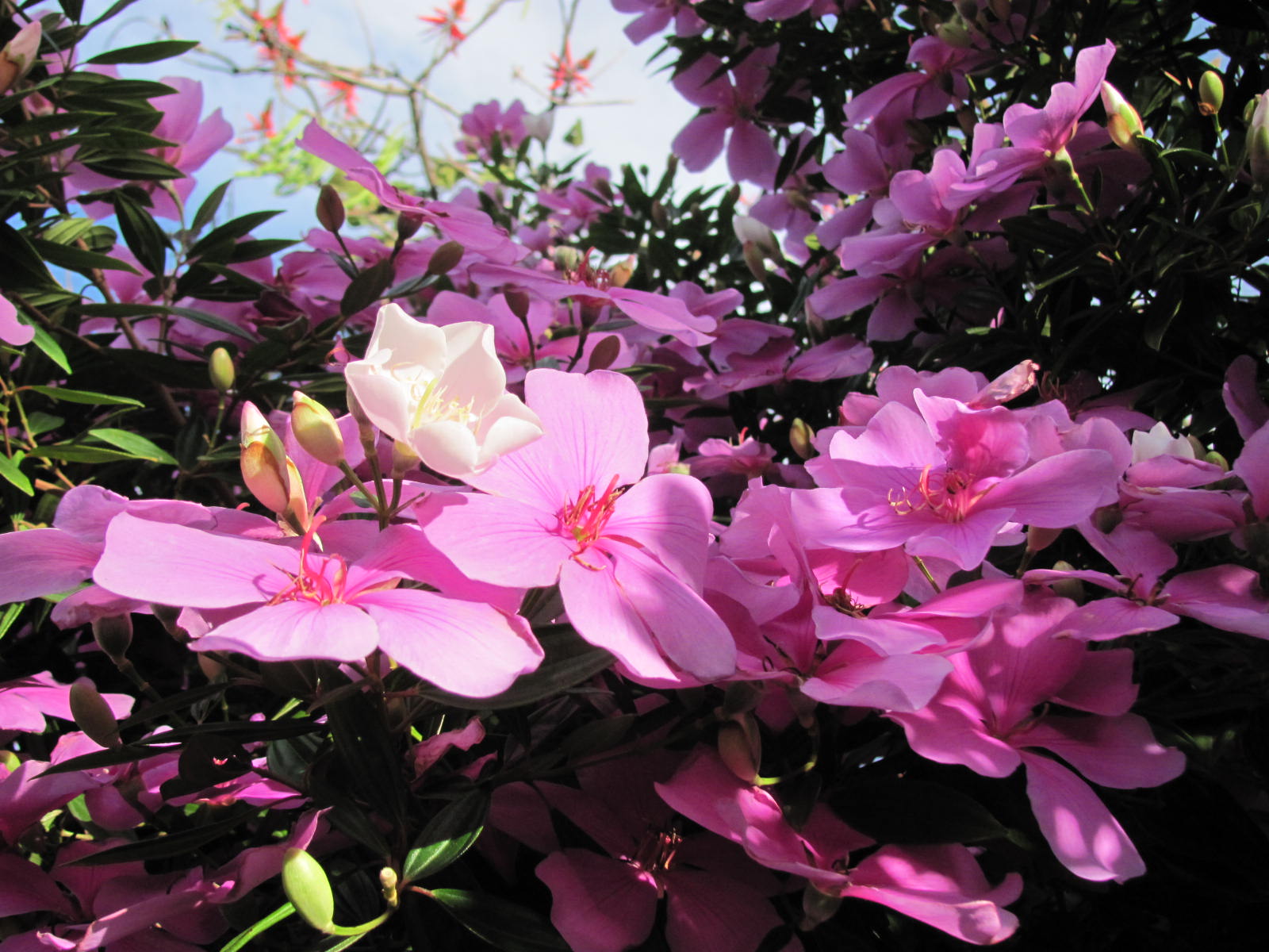 Simplesmente Fascinante: Tibouchina Mutabilis- Vulgo: Manacá da Serra