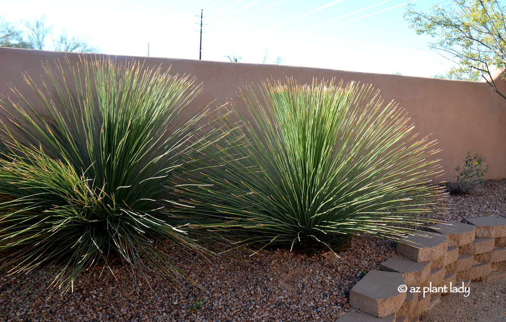 10 Cold Hardy Succulents That Add Beauty to the Winter Landscape ...