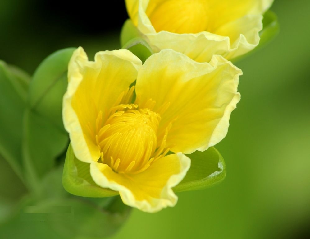 BIOLOGI GONZAGA: LIMNOCHARIS FLAVA - GENJER