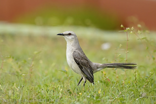 mis fotos de aves: Mimus gilvus Sinsonte Tropical Tropical Mockingbird