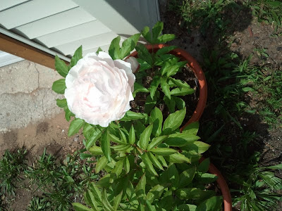 gardening in the boroughs of nyc: Nancy Nora Peony in Bloom