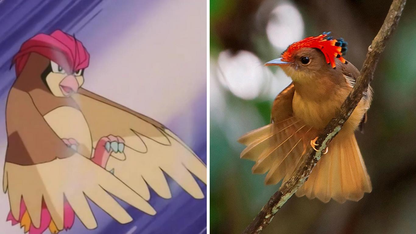 12 Real Animals And Have Similar Pokemon Characters