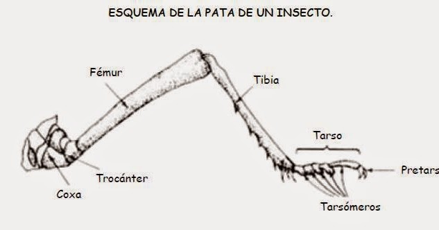 Las patas de un insecto ~ Laboratorio de Insectos
