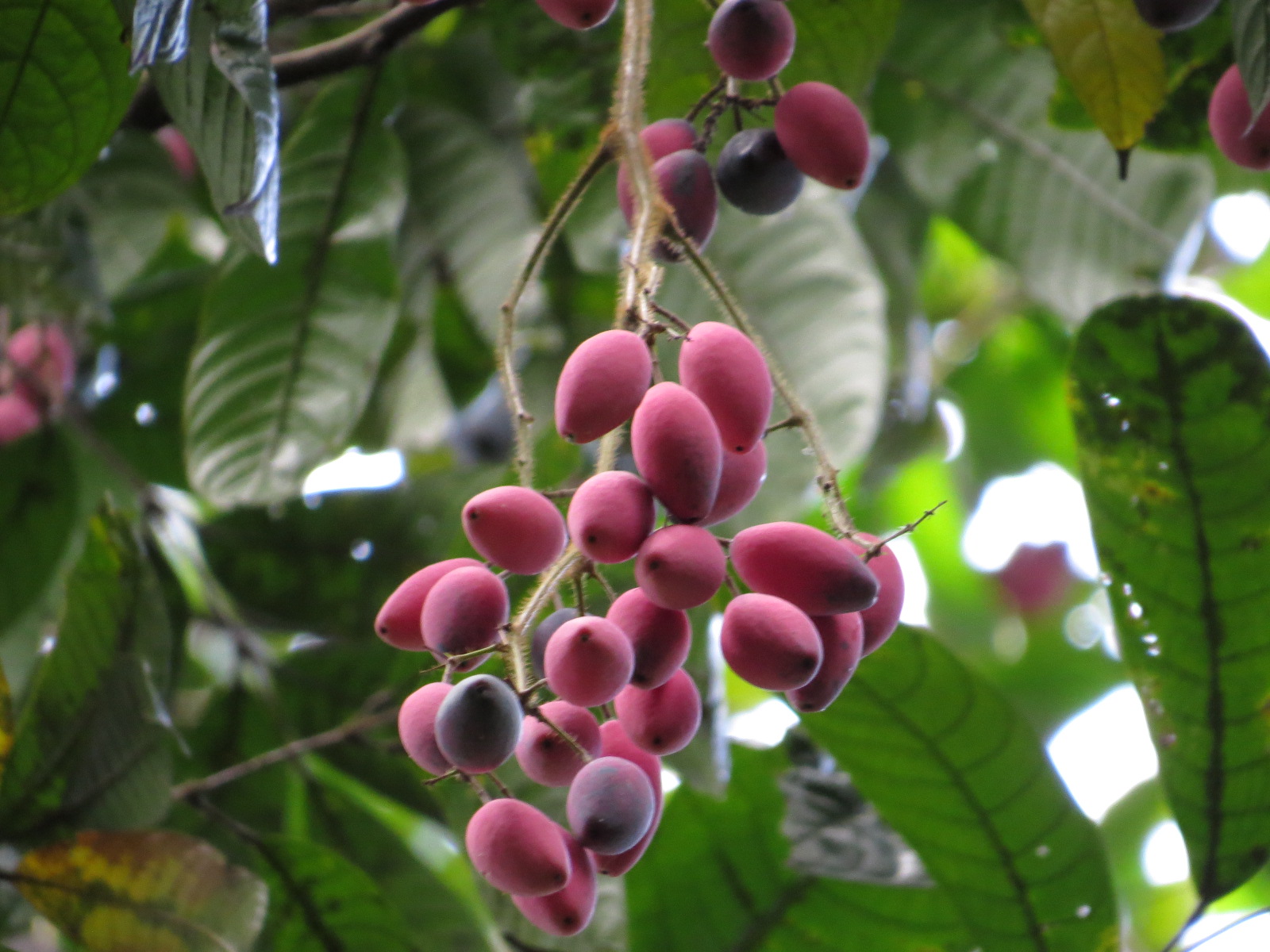Flying Fish Friends: A Spectacular Display of Fruits at MacRitchie Rain ...