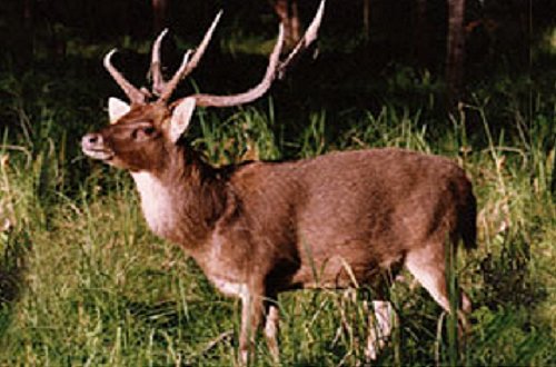 Ancient or Antique Objects: Javan rusa