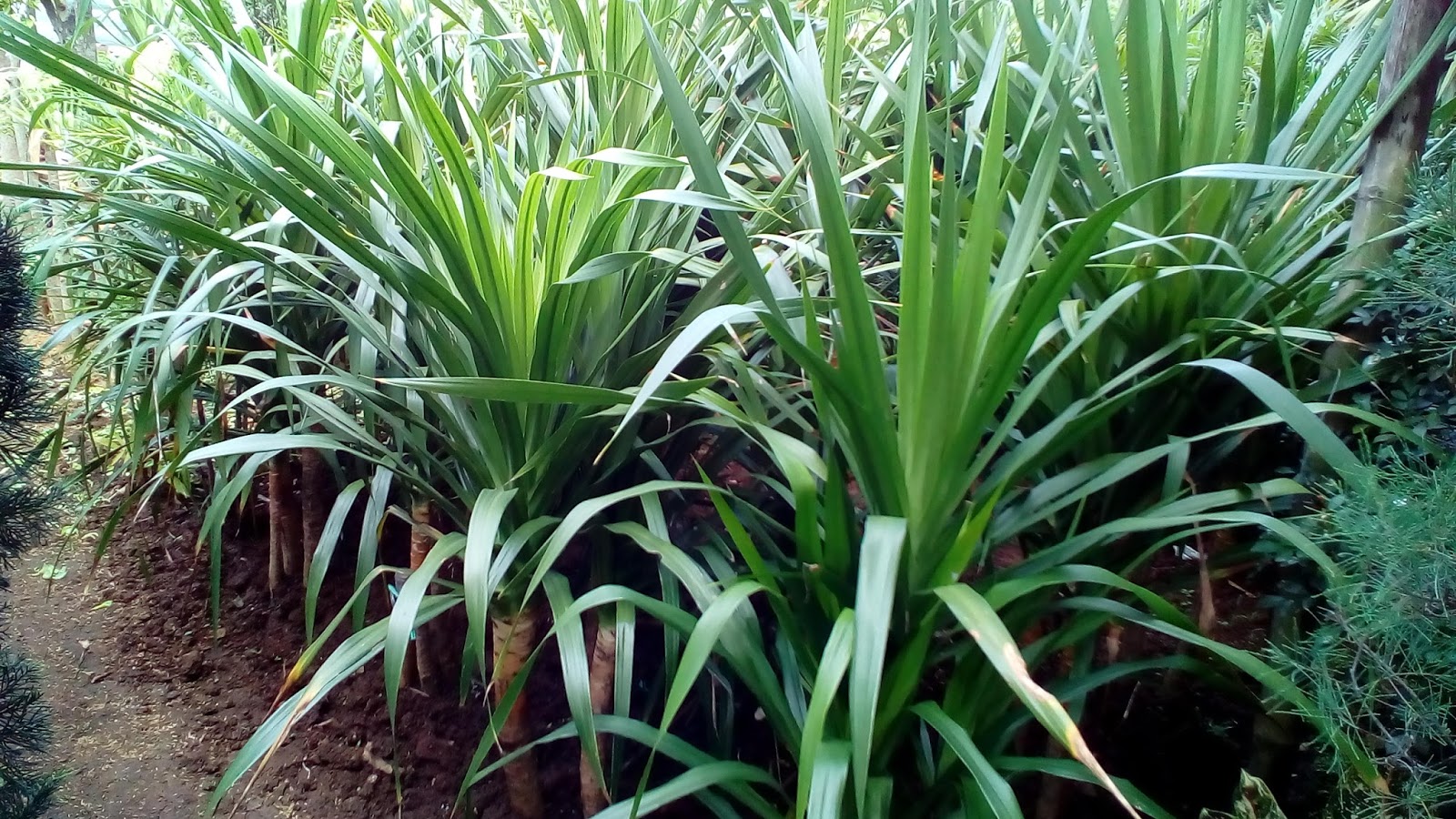 12+ Tanaman Hias Jenis Pandan