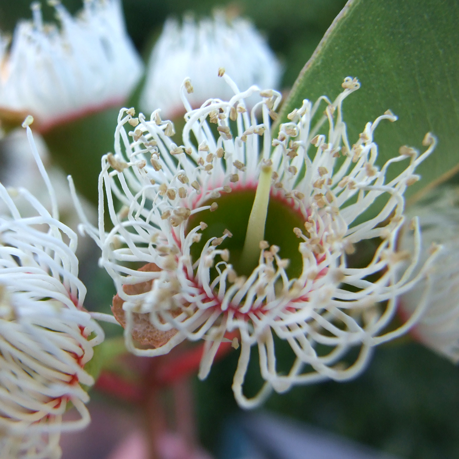 CJL designs: Australia Day & Eucalyptus flowers