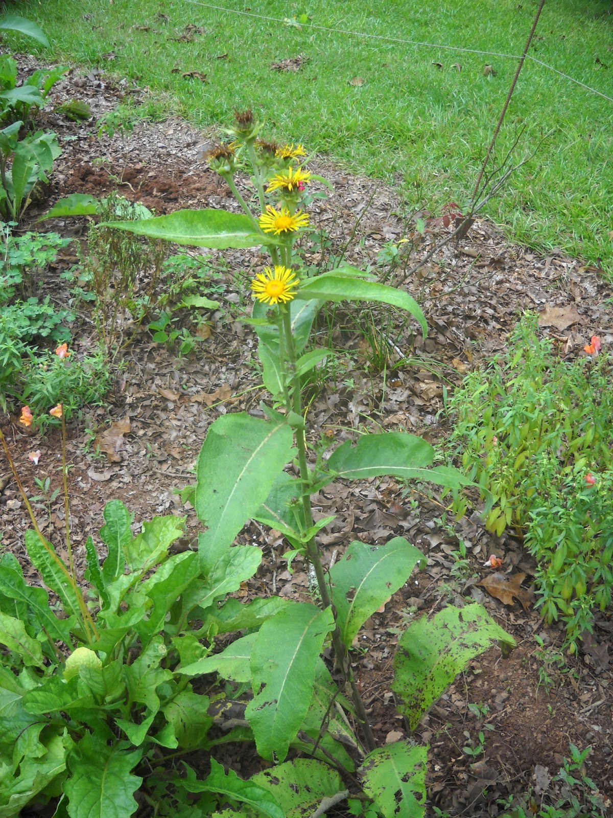 Gold Hill Plant Farm: Inula helenium (elecampane)