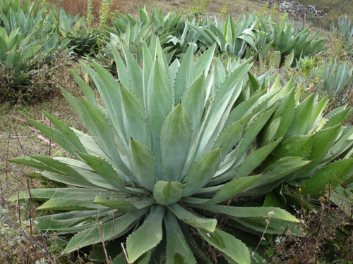 *Calderon*: DESCUBRIENDO EL VALOR DE LOS "MAGUEYES TAMAULIPECOS"