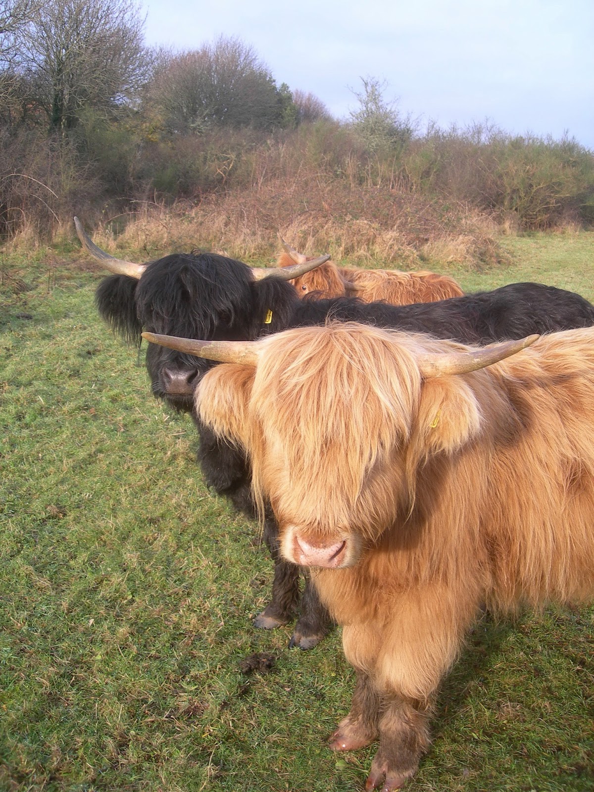 NTS Dumfries and Galloway Countryside Team: Magical Meadows