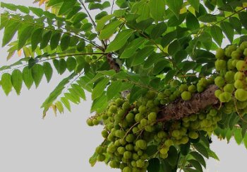 Santa Marta, sus especies vegetales : GROSELLA (Phyllanthus acidus)