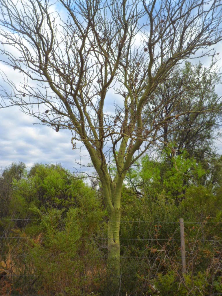 Aromito en flor: Brea - Cercidium praecox